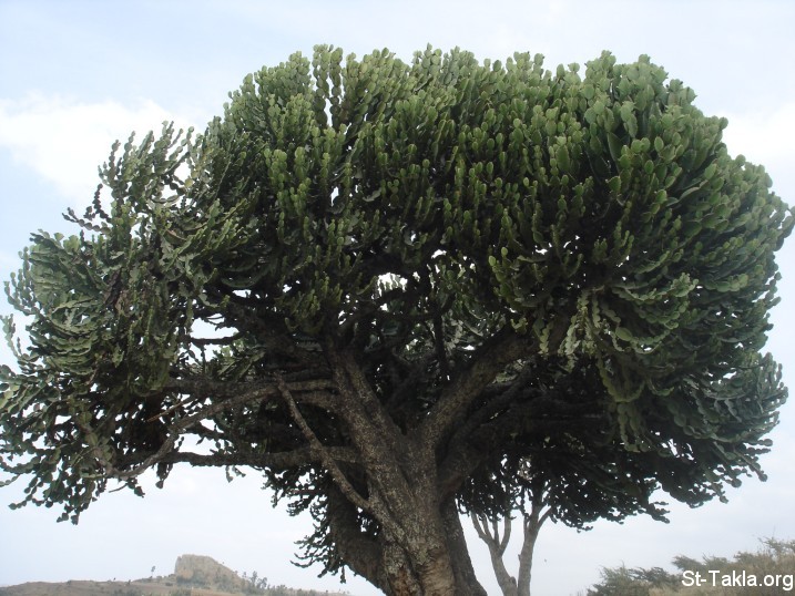 124- Maskal Church (Church of the Cross) كنيسة ماسكال: الصليب - زيارة ...