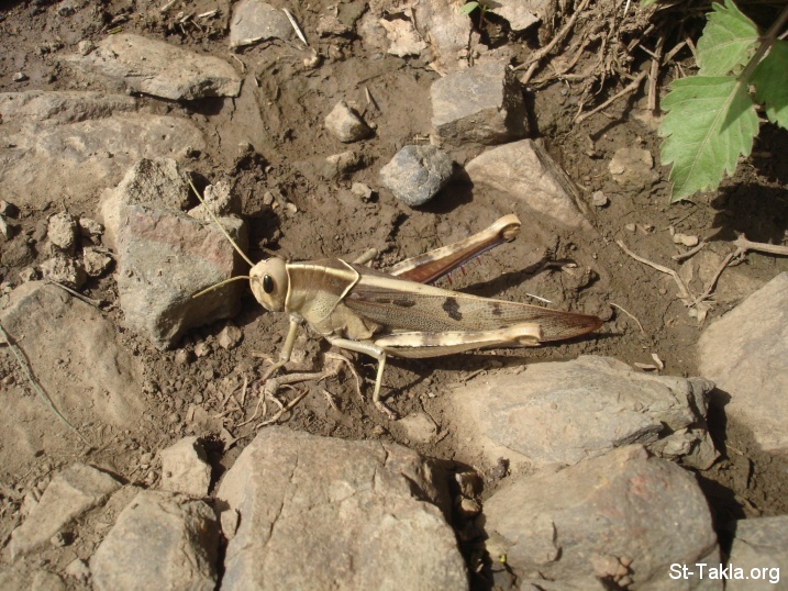 Nature of Gon1dar -9 الطبيعة في جوندار - Journey to Ethiopia: Gonder ...