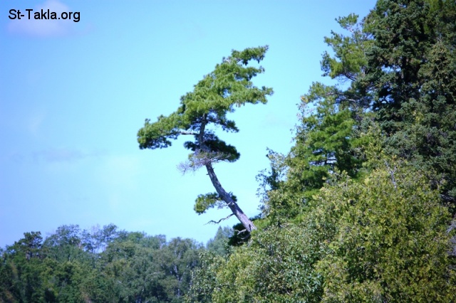 قصة: شجرة الميلاد المنحنية | St-Takla.org